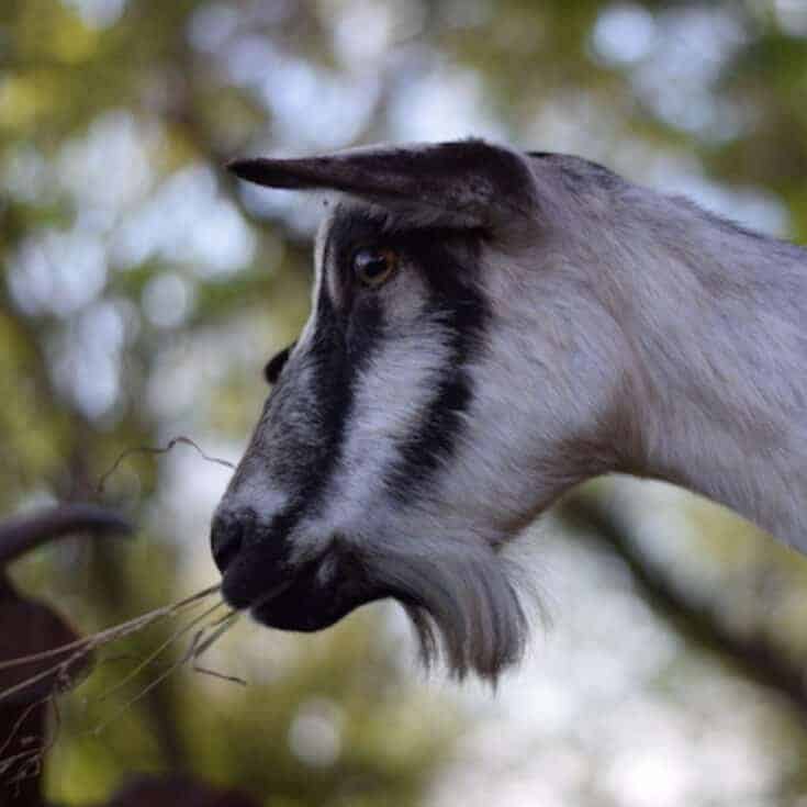 Are Goats Browsers or Grazers? - Boots & Hooves Homestead
