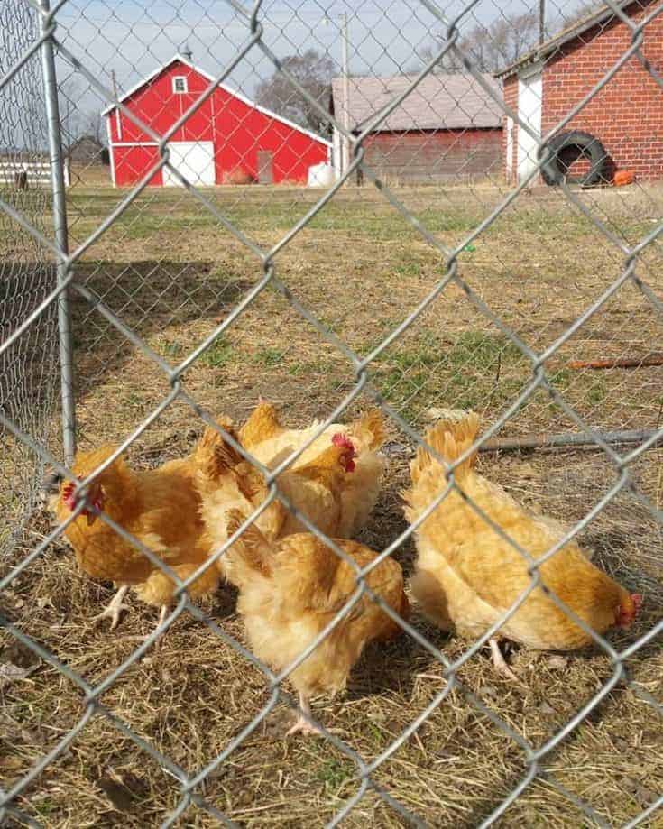 Why Not Free Range Chickens - Boots & Hooves Homestead