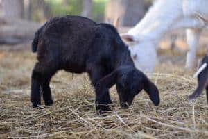 Guide to Baby Goat Care - Boots & Hooves Homestead