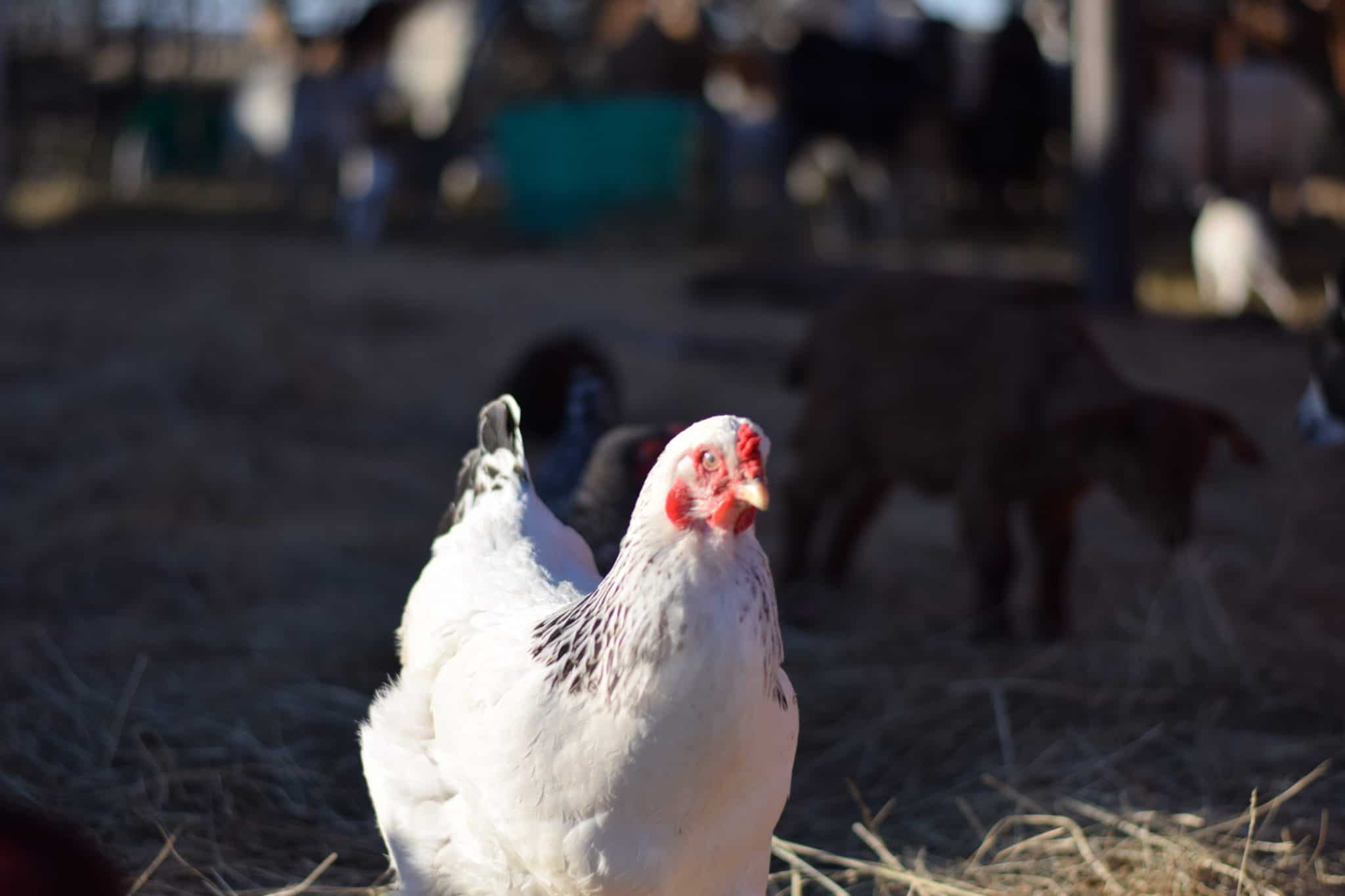Ducks VS Chickens - What are the differences? - Boots & Hooves Homestead