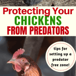 How to Protect Chickens from Predators - Boots & Hooves Homestead