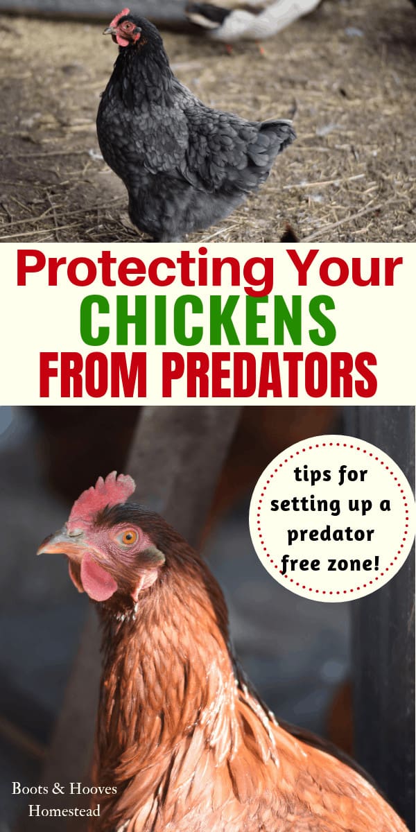 How to Protect Chickens from Predators - Boots & Hooves Homestead