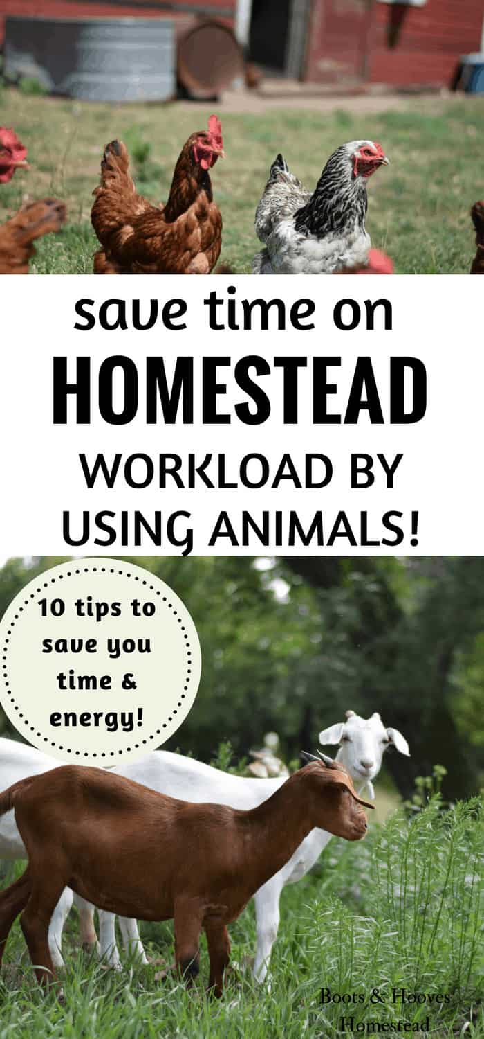 How to Put Your Homestead Animals to Work - Boots & Hooves Homestead