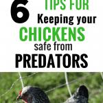 How to Protect Chickens from Predators - Boots & Hooves Homestead