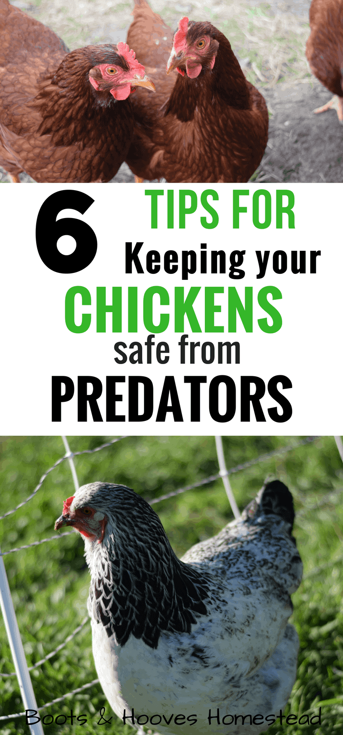 How to Protect Chickens from Predators - Boots & Hooves Homestead