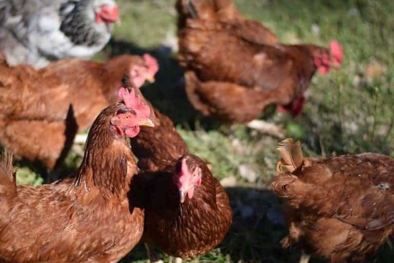 Why Not Free Range Chickens - Boots & Hooves Homestead
