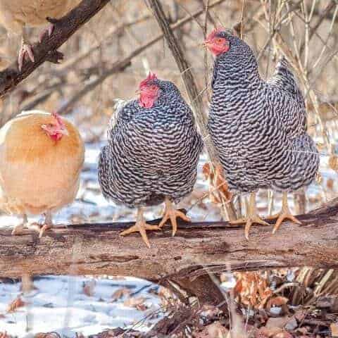 Raising Chickens Resources To Get Started Boots Hooves Homestead