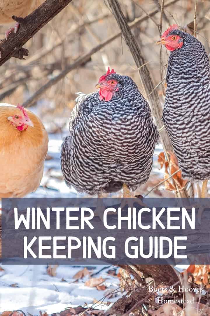 Guide to Raising Chickens in the Winter - Boots & Hooves Homestead
