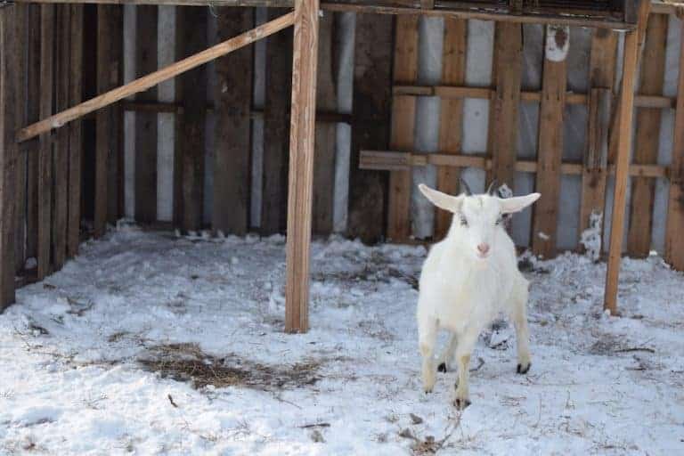 How to Build a Super Frugal Goat Shelter - Boots & Hooves Homestead