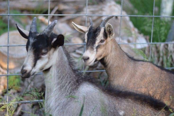 Alpine Goats (all about this dairy breed) - Boots & Hooves Homestead