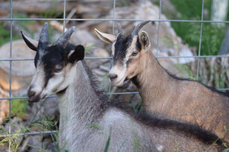 Alpine Goats (all about this dairy breed) - Boots & Hooves Homestead