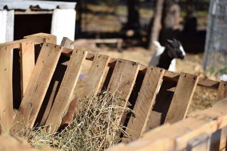 How To Build A Hay Feeder For Goats: A Step By Step Guide - Boots ...