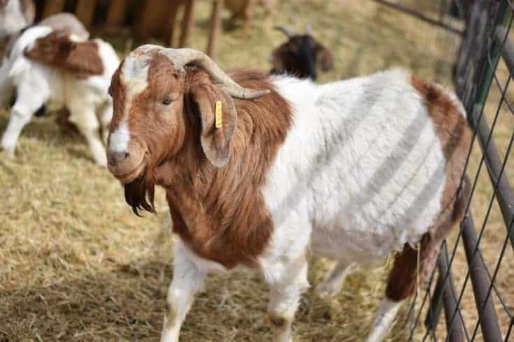 Best Goat Breeds to Keep as Pets on a Small Homestead - Boots & Hooves ...