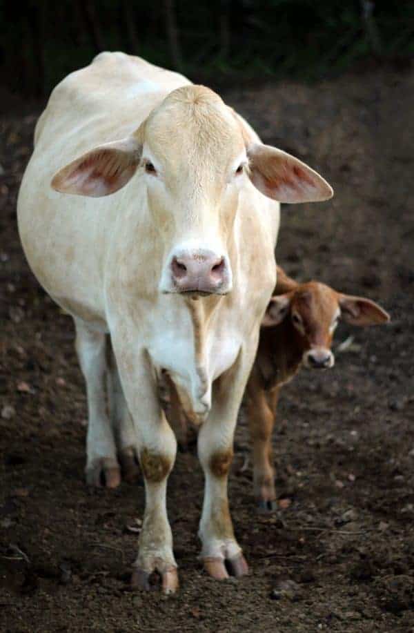 Cow Calving Stages - What to Expect When Your Cows Expecting - Boots ...