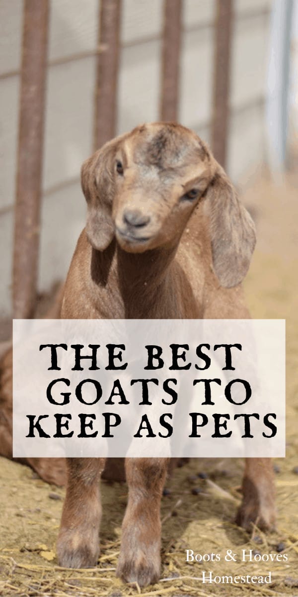 Best Goat Breeds to Keep as Pets on a Small Homestead - Boots & Hooves ...