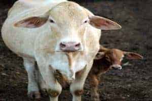 Cow Calving Stages - What to Expect When Your Cows Expecting - Boots ...