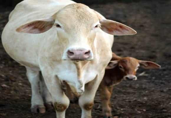 Cow Calving Stages - What to Expect When Your Cows Expecting - Boots ...