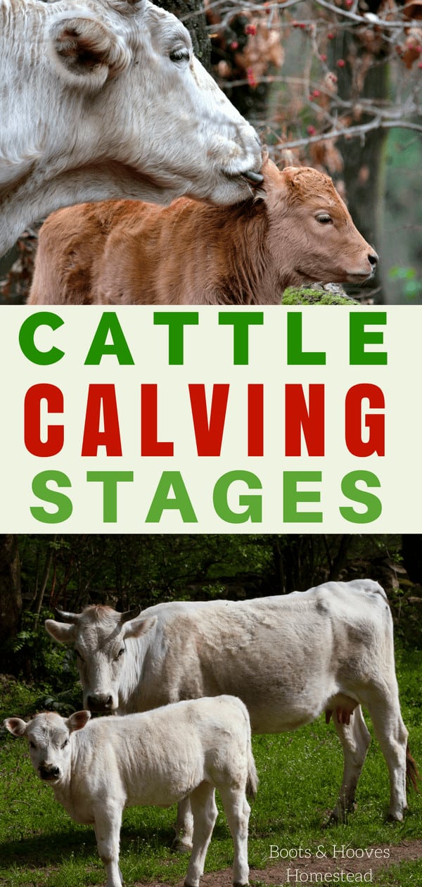 Cow Calving Stages - What to Expect When Your Cows Expecting - Boots ...