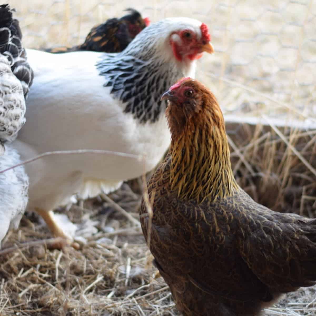 Farm Blog Makes My Family Money - Boots & Hooves Homestead