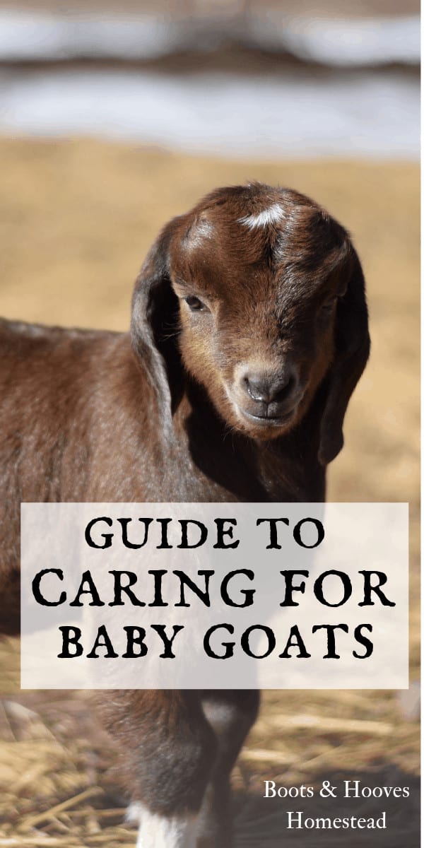 Guide to Baby Goat Care - Boots & Hooves Homestead