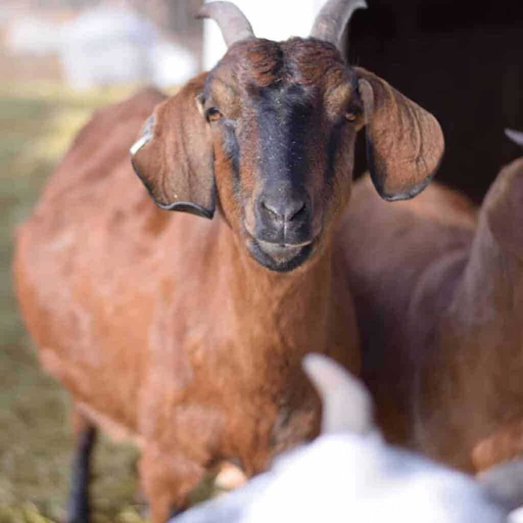Ultimate Guide to Raising Bottle-Fed Goats on the Homestead - Boots ...