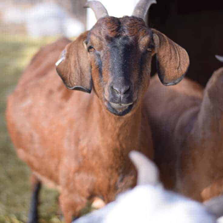 Raising Boer Goats - Boots & Hooves Homestead