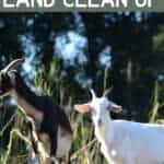 Using Goats for Grazing & Land Clean Up - Boots & Hooves Homestead