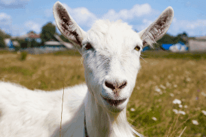 Best Dairy Goats for Beginners - Boots & Hooves Homestead