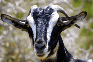 Best Dairy Goats for Beginners - Boots & Hooves Homestead