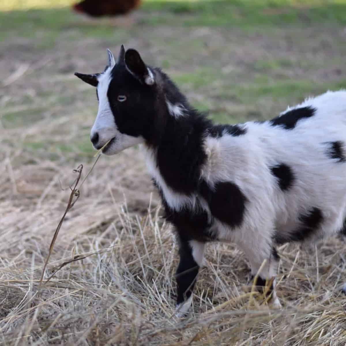 Are Goats Browsers or Grazers? - Boots & Hooves Homestead