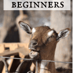 Raising Goats for Beginners - Boots & Hooves Homestead