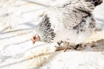 5 of Our Favorite & Best Chickens for Pets - Boots & Hooves Homestead