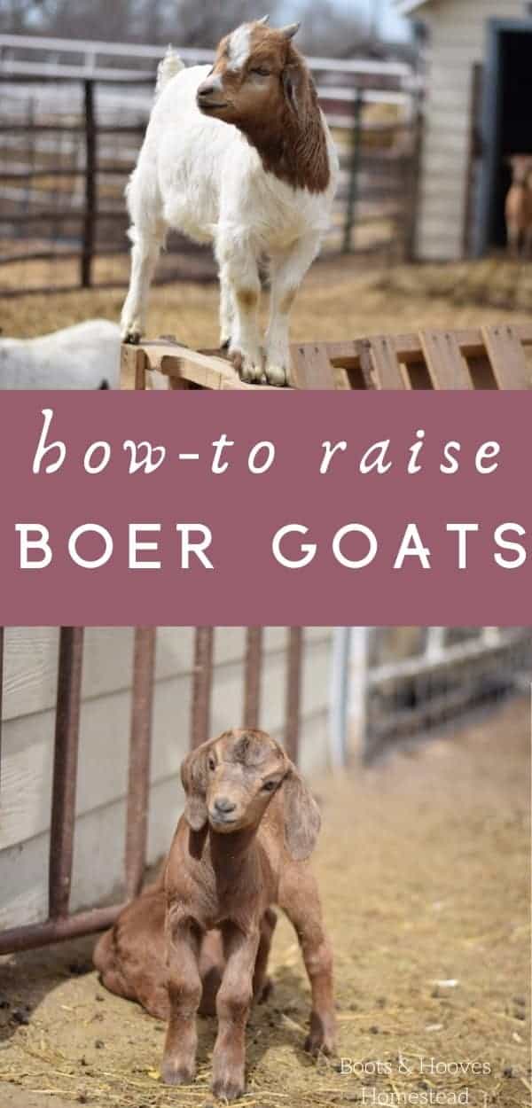 Raising Boer Goats - Boots & Hooves Homestead