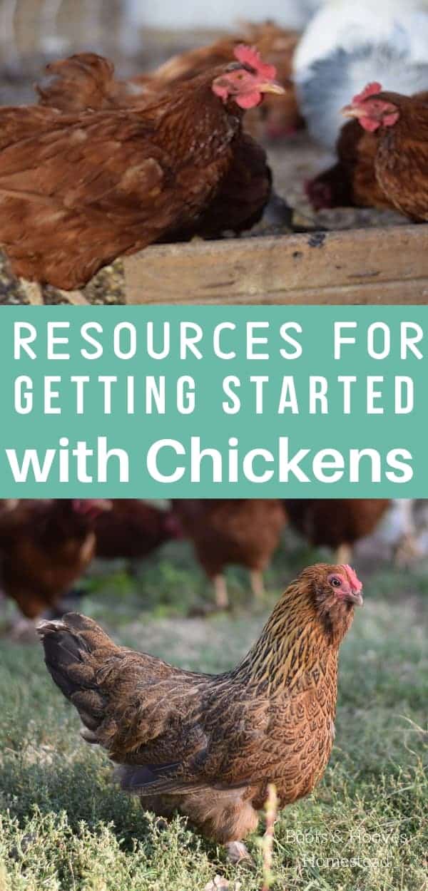 Raising Chickens Resources To Get Started Boots Hooves Homestead