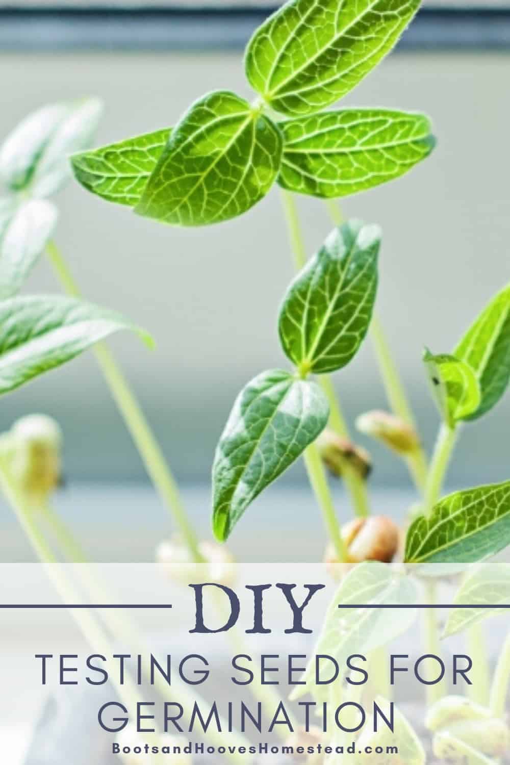 How to Test Seeds for Germination - Boots & Hooves Homestead