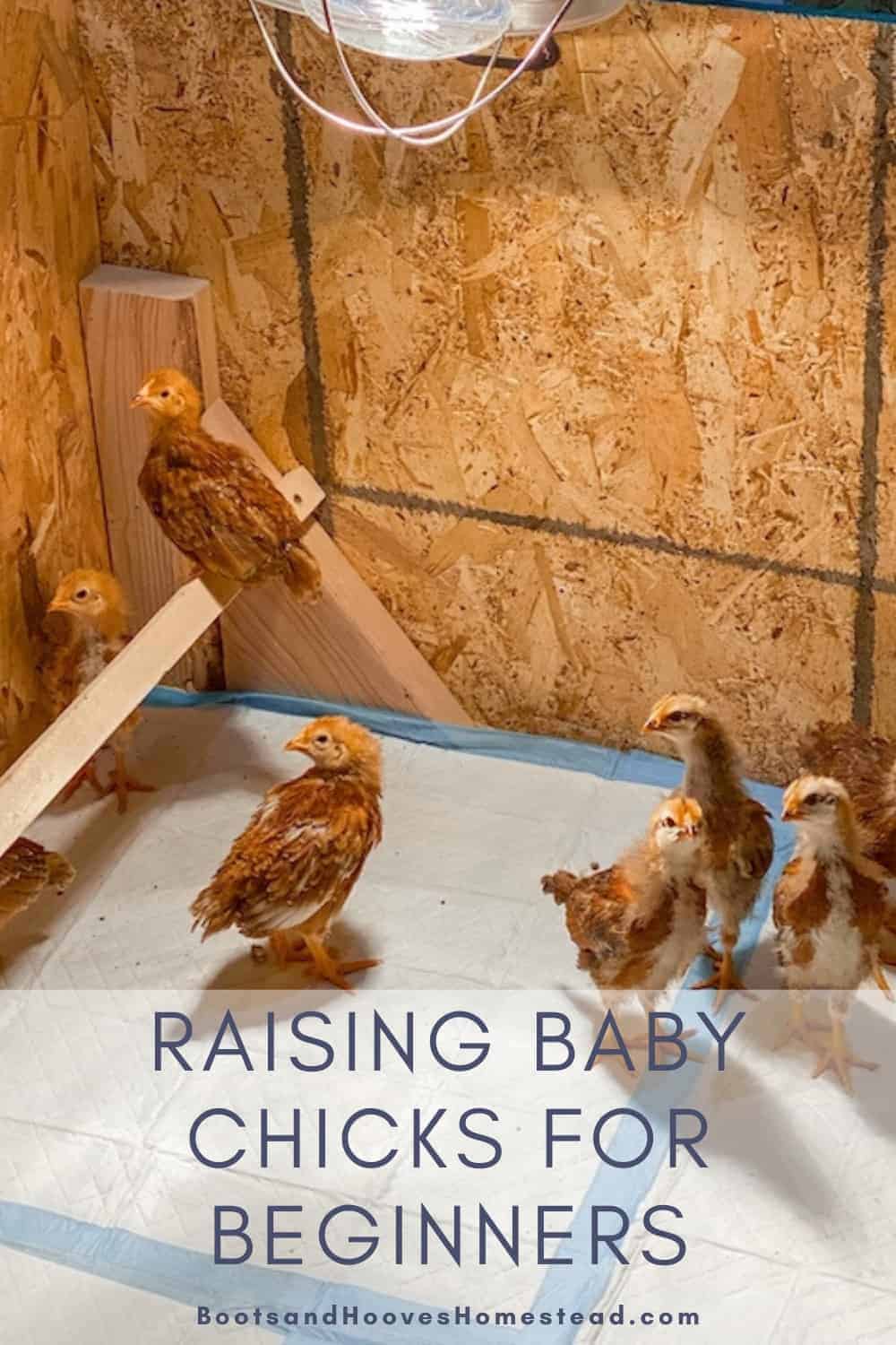 Guide to Raising Baby Chicks + Chick Care Tips for Beginners - Boots ...