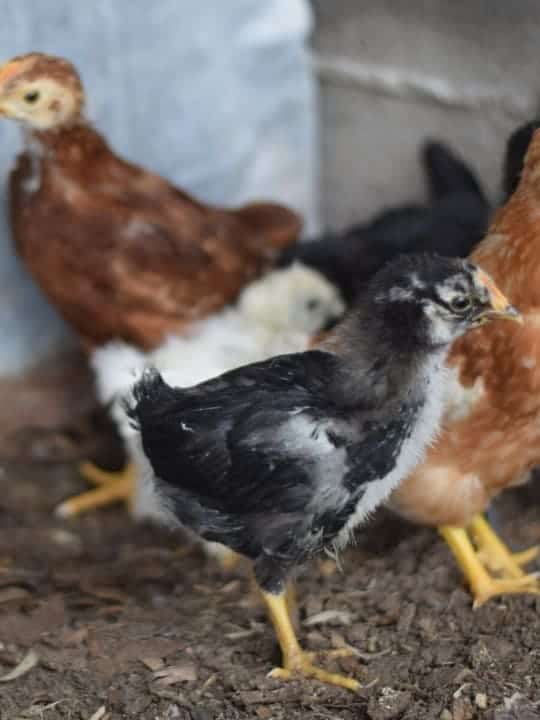 How to Raise Chickens for Beginners - Boots & Hooves Homestead