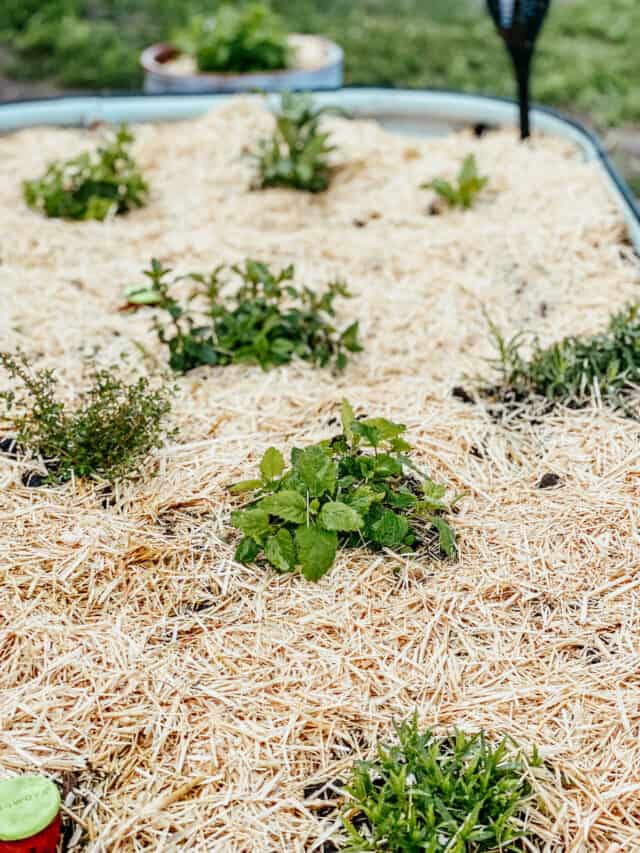 Creating a Raised Bed Herb Garden - Boots & Hooves Homestead