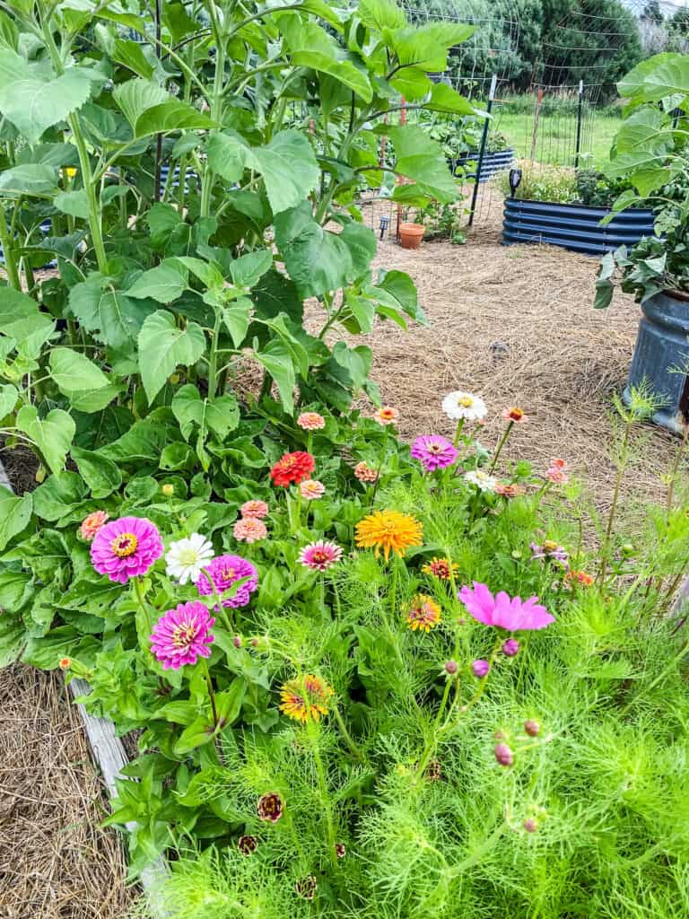 Creating a Cut Flower Garden (in a raised bed) - Boots & Hooves Homestead