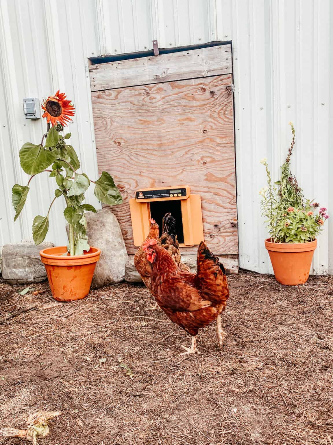 Chickcozy Chicken Door Review: Safe And Easy To Use & Install - Boots ...