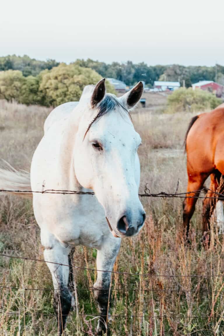 About - Boots & Hooves Homestead