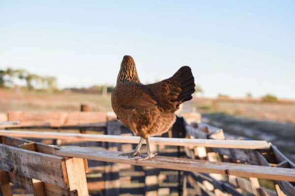 Best Backyard Chickens For Beginners Top Chicken Breeds Boots