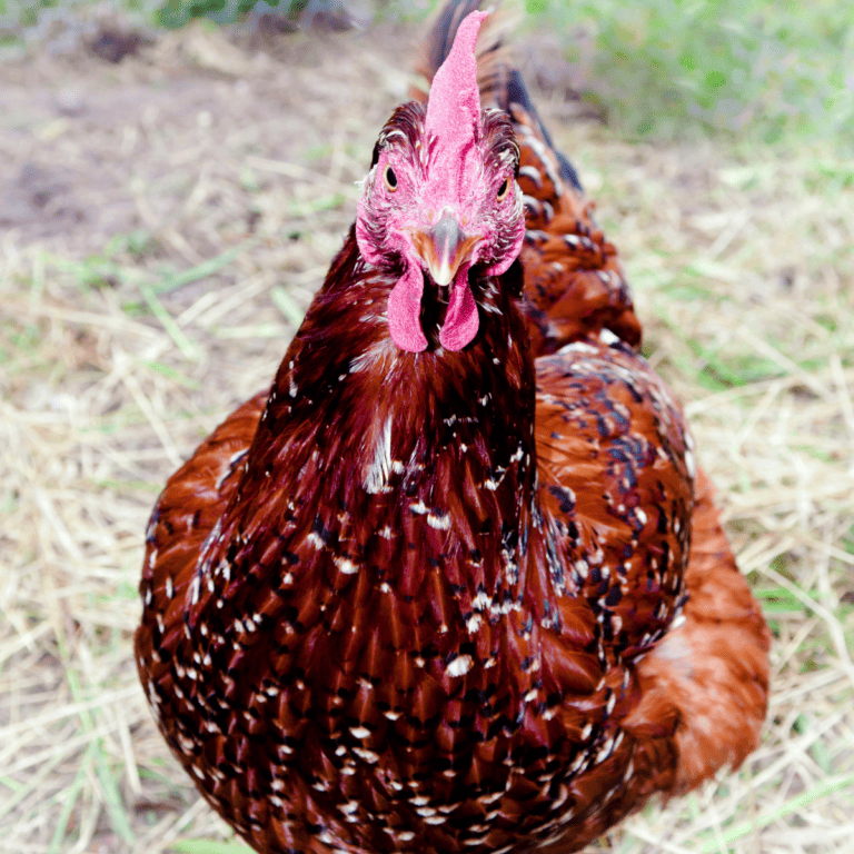 Best Backyard Chickens for Beginners (top chicken breeds) - Boots ...