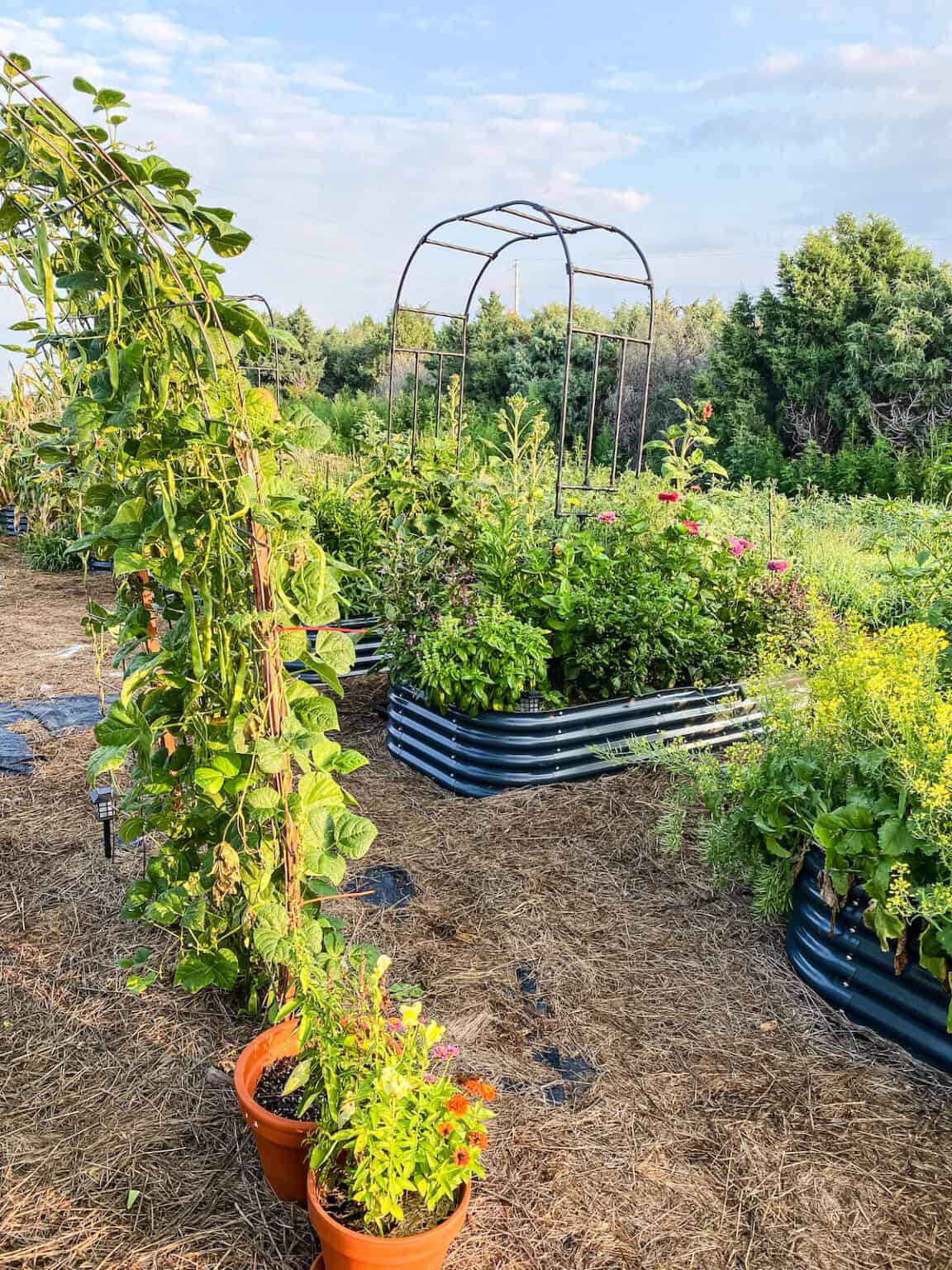 How to Build a Garden Arch Trellis (Cattle Panel Archway) - Boots ...