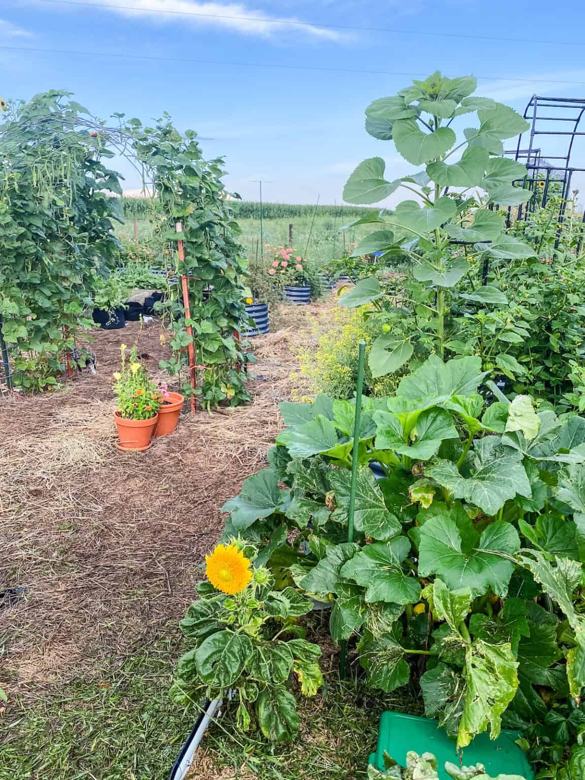 How to Build a Garden Arch Trellis (Cattle Panel Archway) - Boots ...