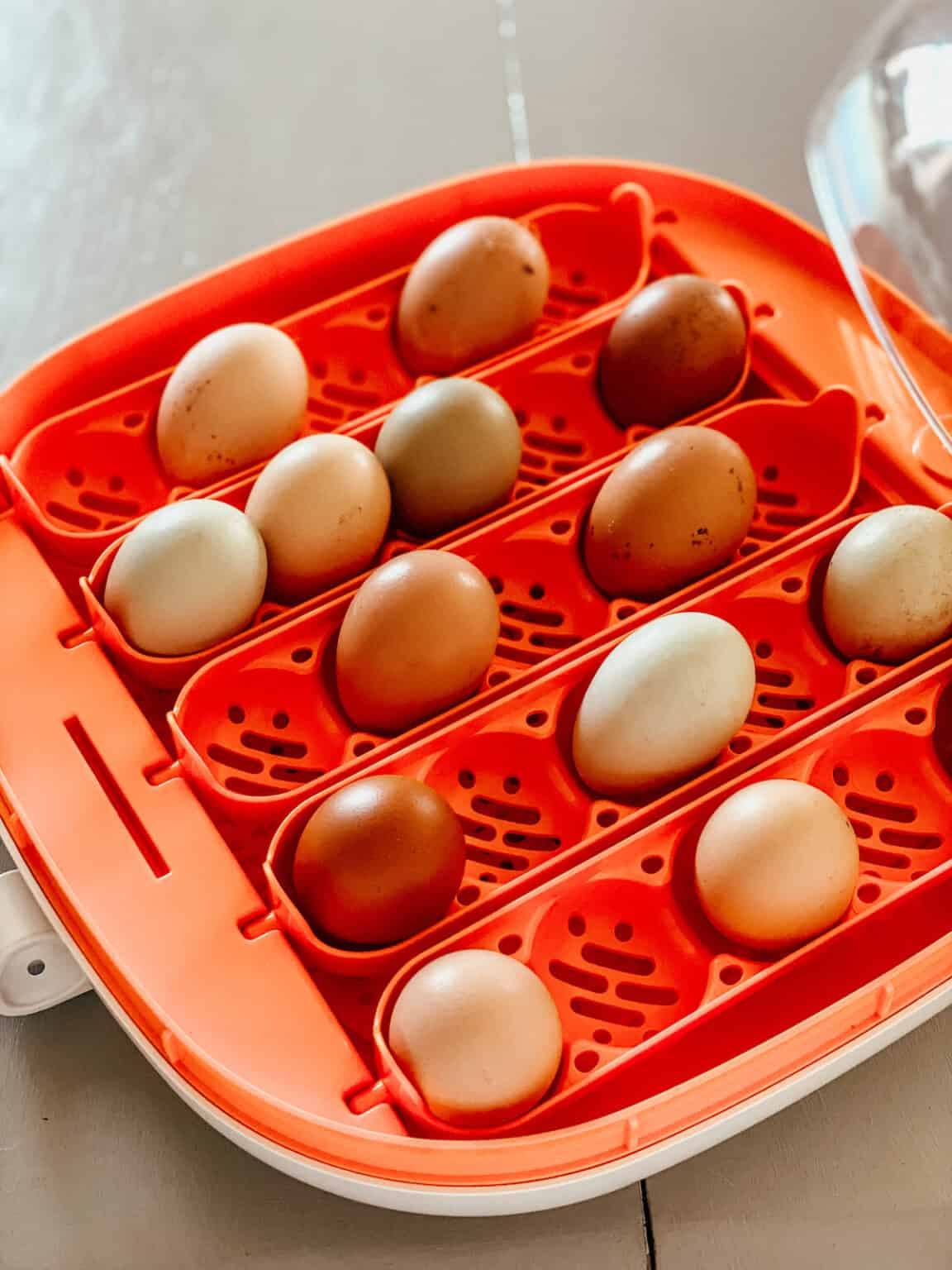 How to Hatch Chicks in an Incubator (Guide to Hatching Eggs) - Boots ...