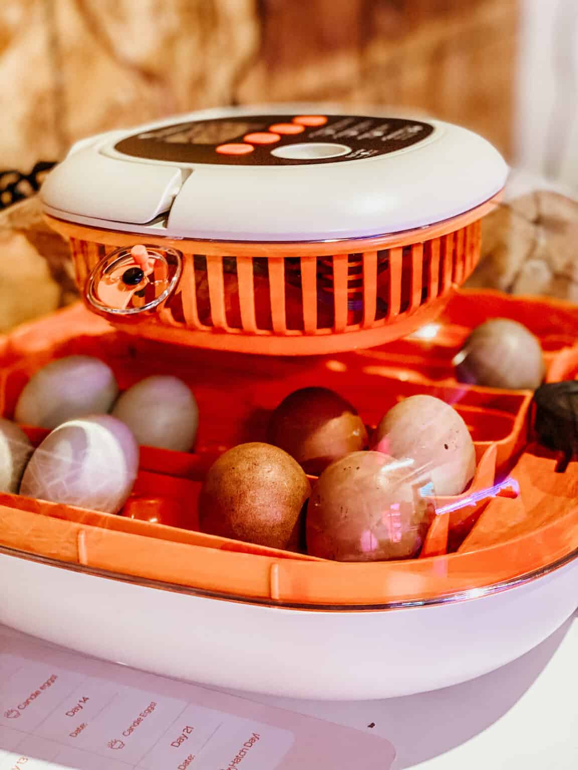 How to Hatch Chicks in an Incubator (Guide to Hatching Eggs) - Boots ...