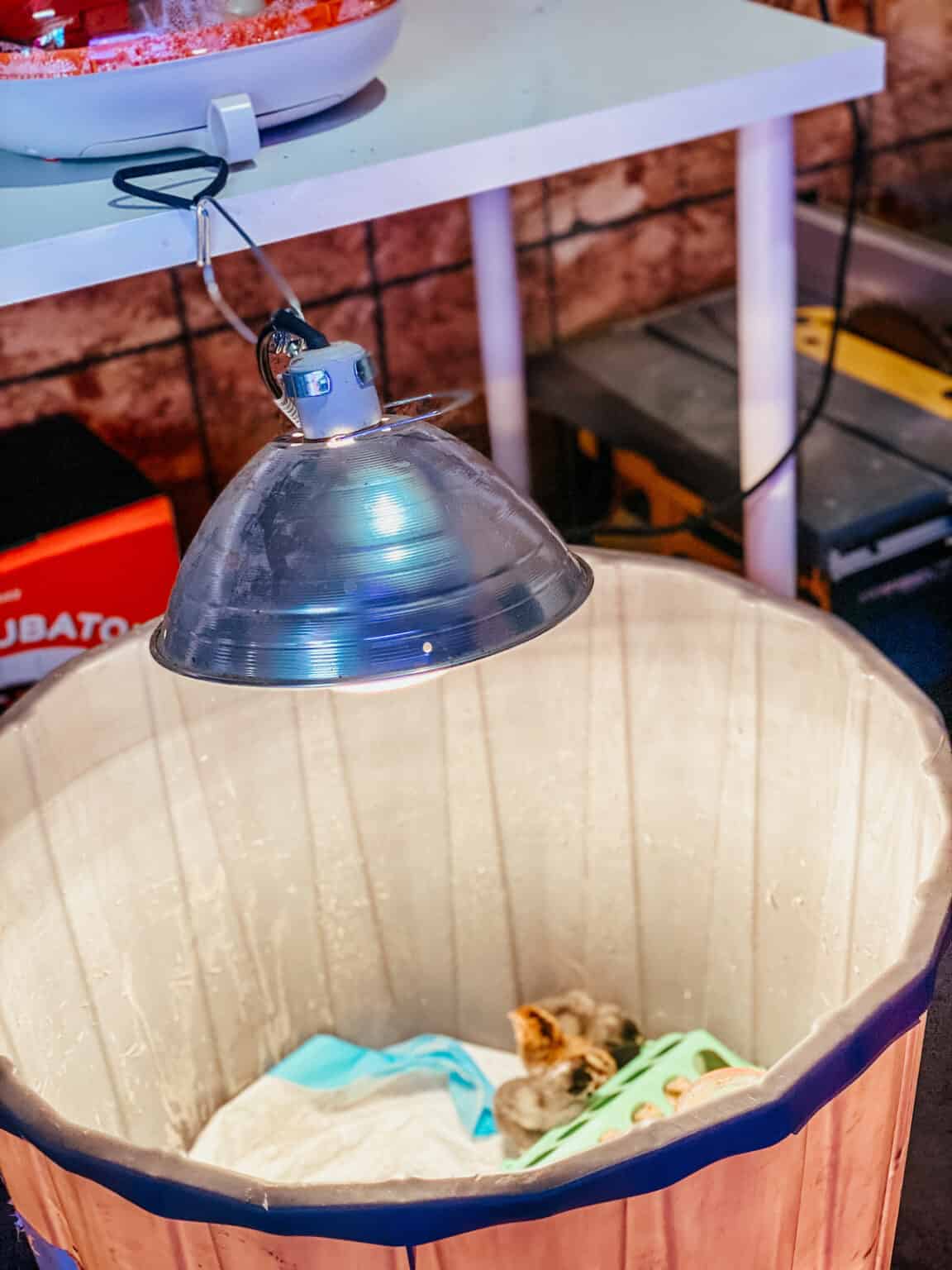 How to Hatch Chicks in an Incubator (Guide to Hatching Eggs) - Boots ...