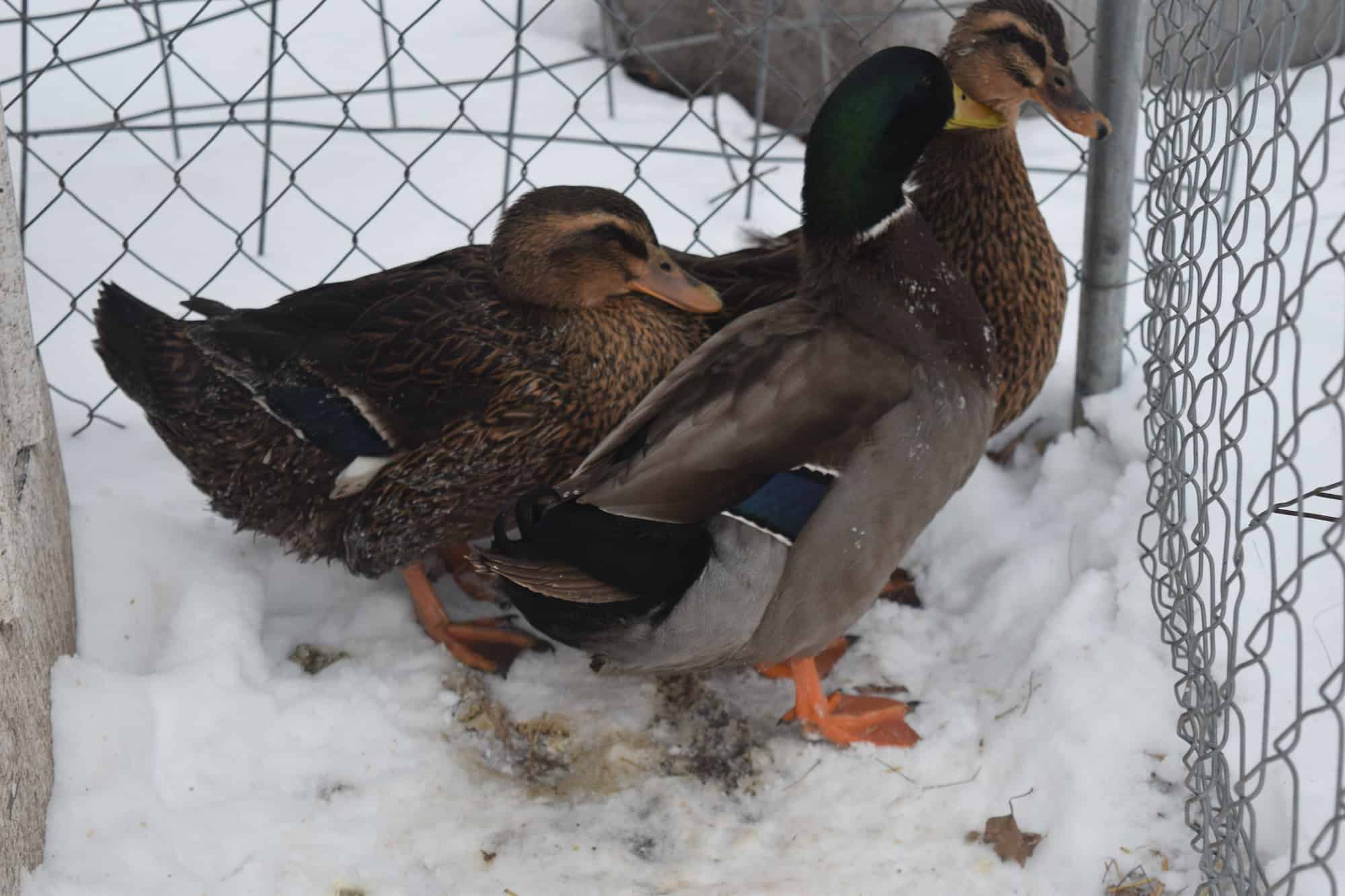 How to Raise Ducks in Your Backyard (Beginner’s Guide) - Boots & Hooves ...