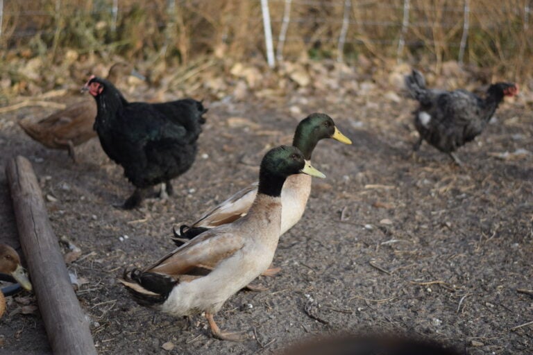 How to Raise Ducks in Your Backyard (Beginner’s Guide) - Boots & Hooves ...